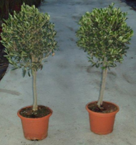 Olive-olive trees. Buy hardy southern olive trees