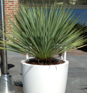 Yucca & Agave varieties for indoor, outdoor, garden or terrace