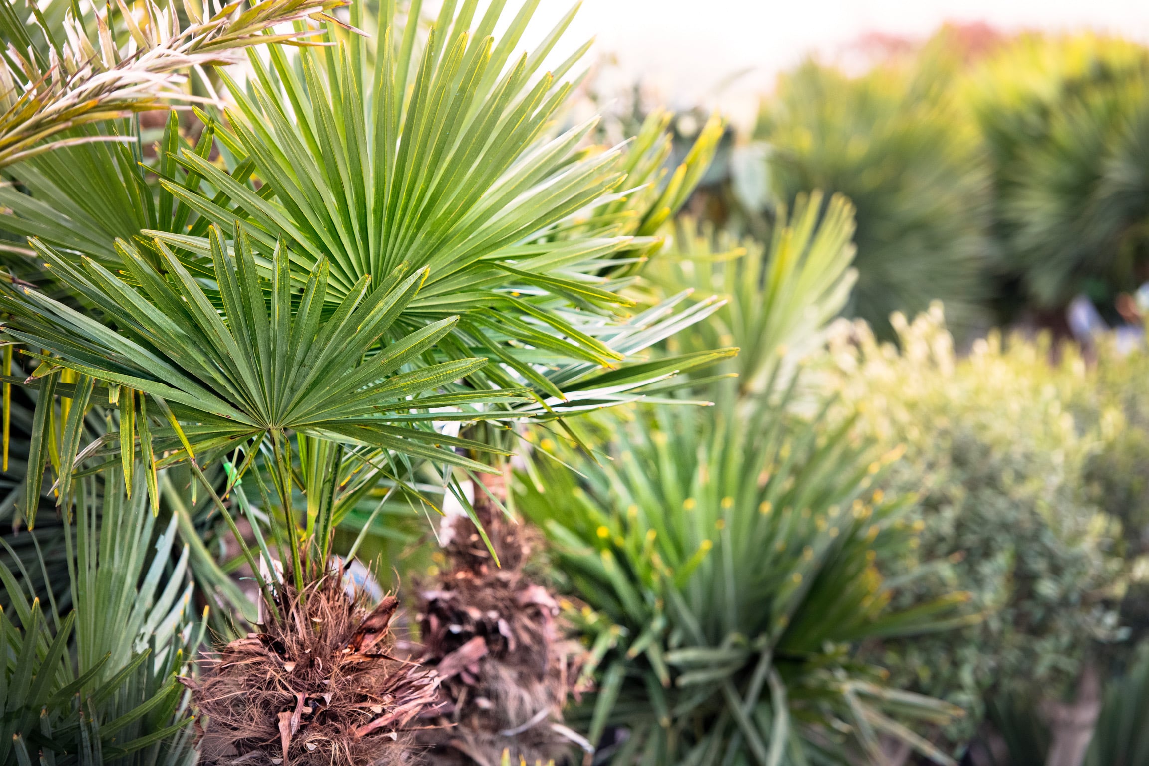prijs van palmbomen, vijgenbomen, olijfbomen en mediterrane planten