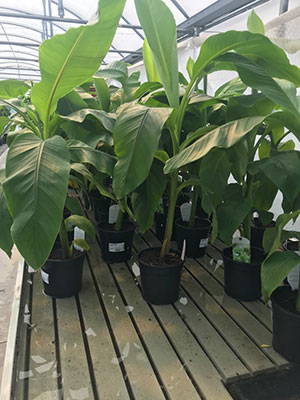 Bananenboom of Musa Basjoo voor je tuin of binnen