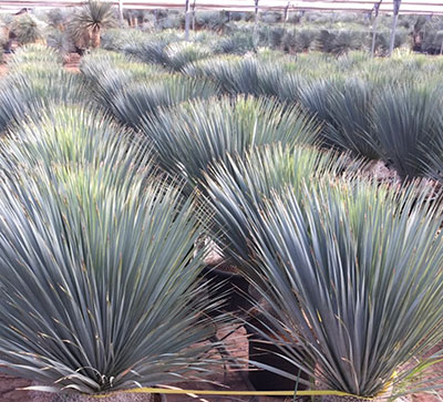 Yucca & Agave soorten voor binnen, buiten, tuin of terras