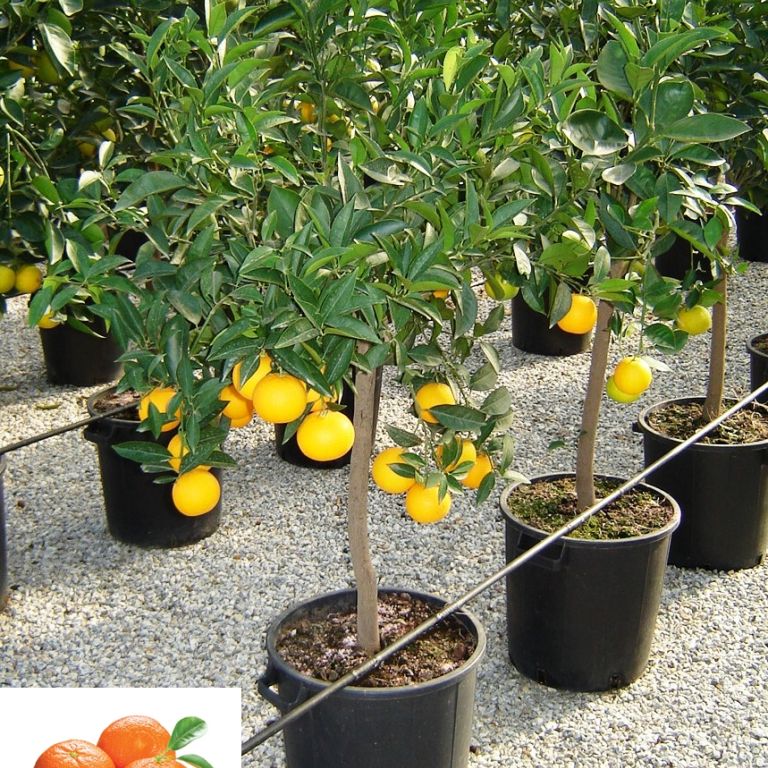 Verschillende soorten Citrus Limoen Sinaasbomen kopen