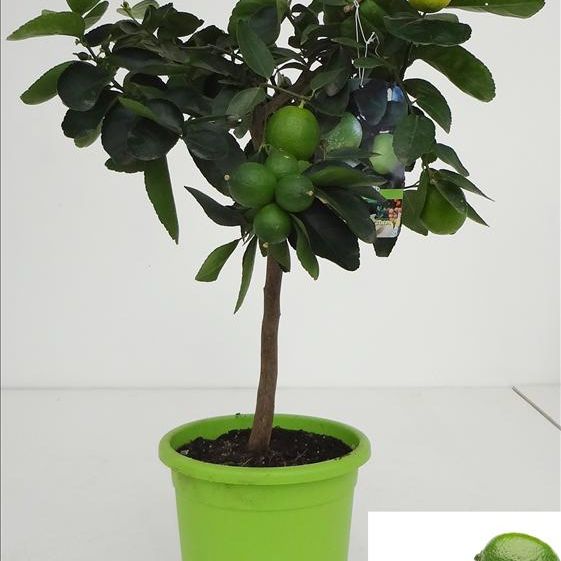 Verschillende soorten Citrus Limoen Sinaasbomen kopen