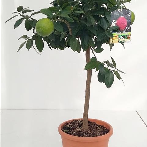 Verschillende soorten Citrus Limoen Sinaasbomen kopen