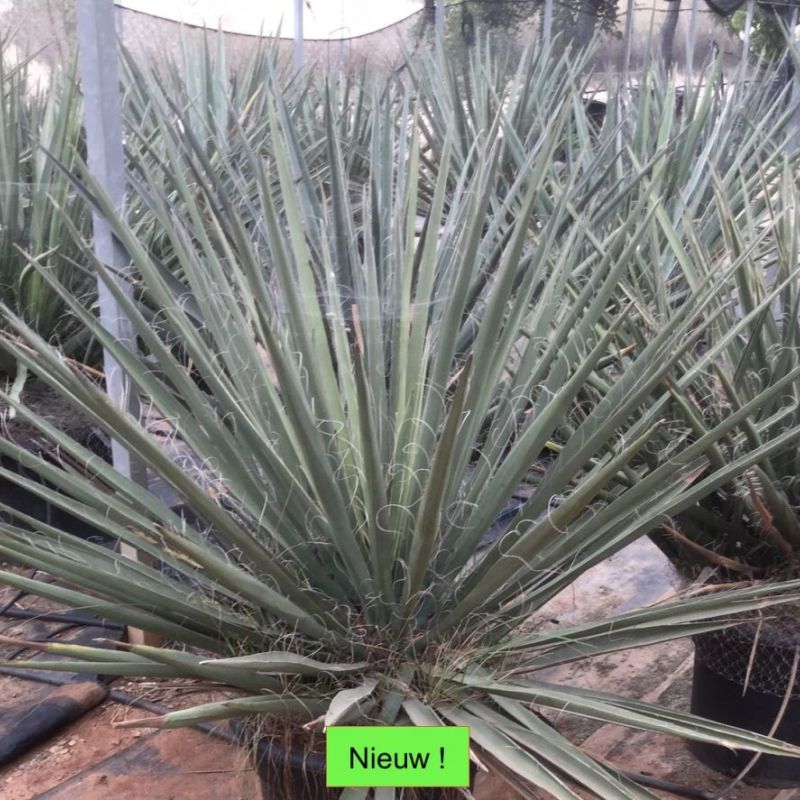 Yucca & Agave soorten voor binnen, buiten, tuin of terras