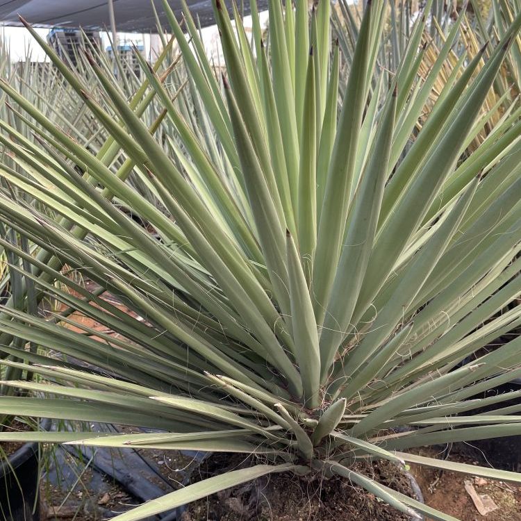 Yucca & Agave soorten voor binnen, buiten, tuin of terras